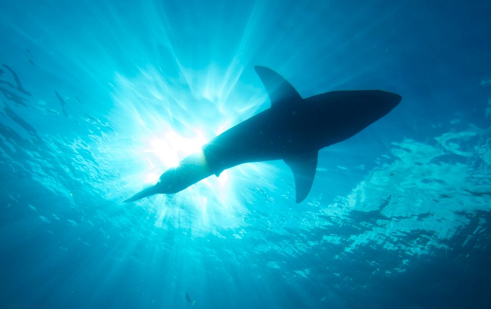 Shark-tracking app wants to help keep your beach vacation bite-free ...