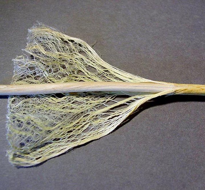 Hemp waste fibers form basis of supercapacitor more conductive than ...