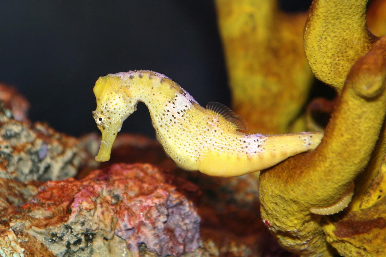 Sea Horse Tails Are Key To Stronger, More Flexible Robots | Digital Trends