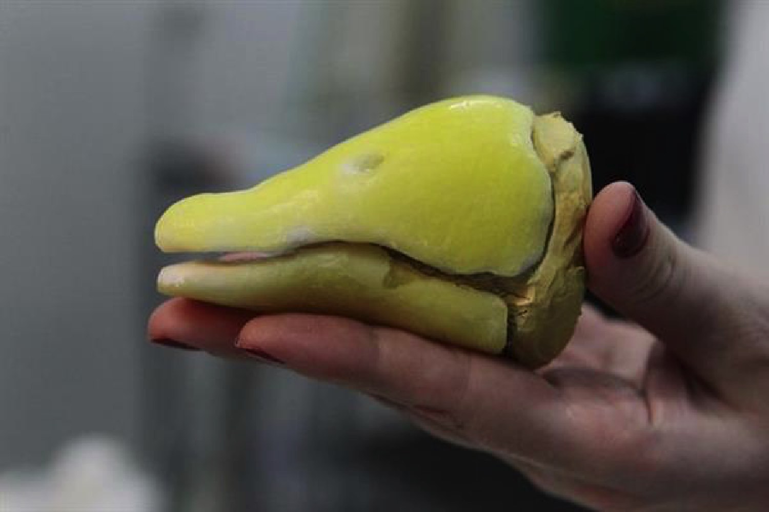 Victoria The Goose Gets A New Beak Thanks To 3D Printing | Digital Trends