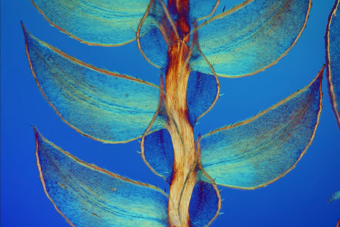 Take A Look At These 10 Winning Microphotography Shots | Digital Trends