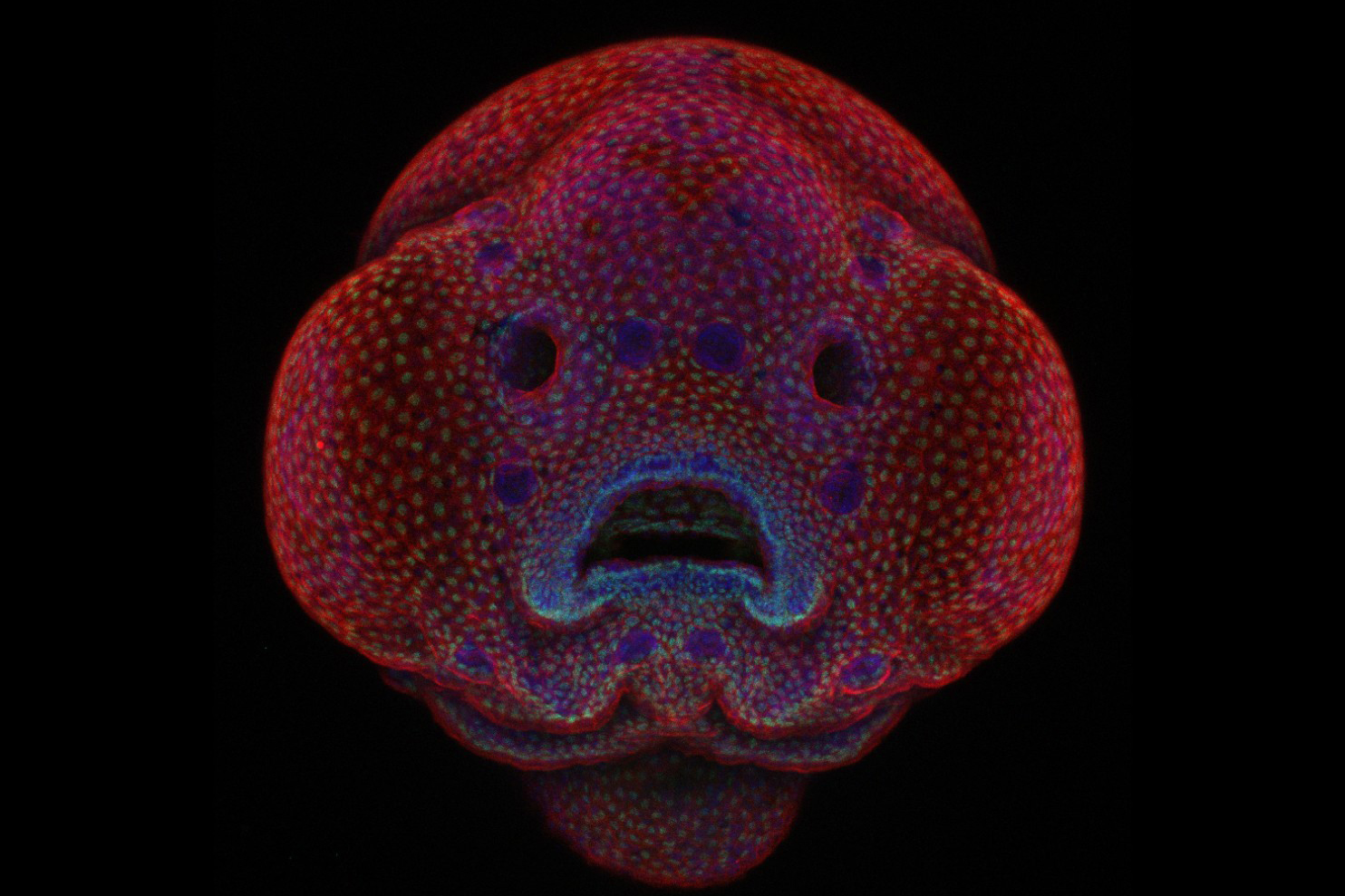 Take A Look At These 10 Winning Microphotography Shots | Digital Trends