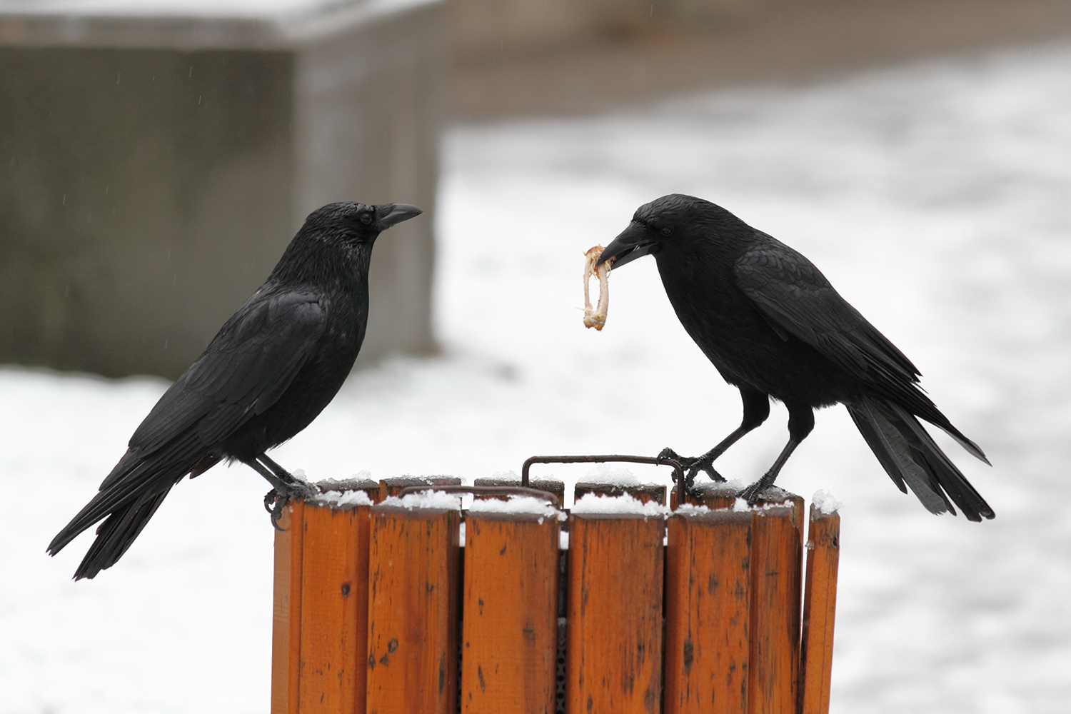 The Crowbar Offers Crows a Tasty Treat for Cigarette Filters | Digital ...