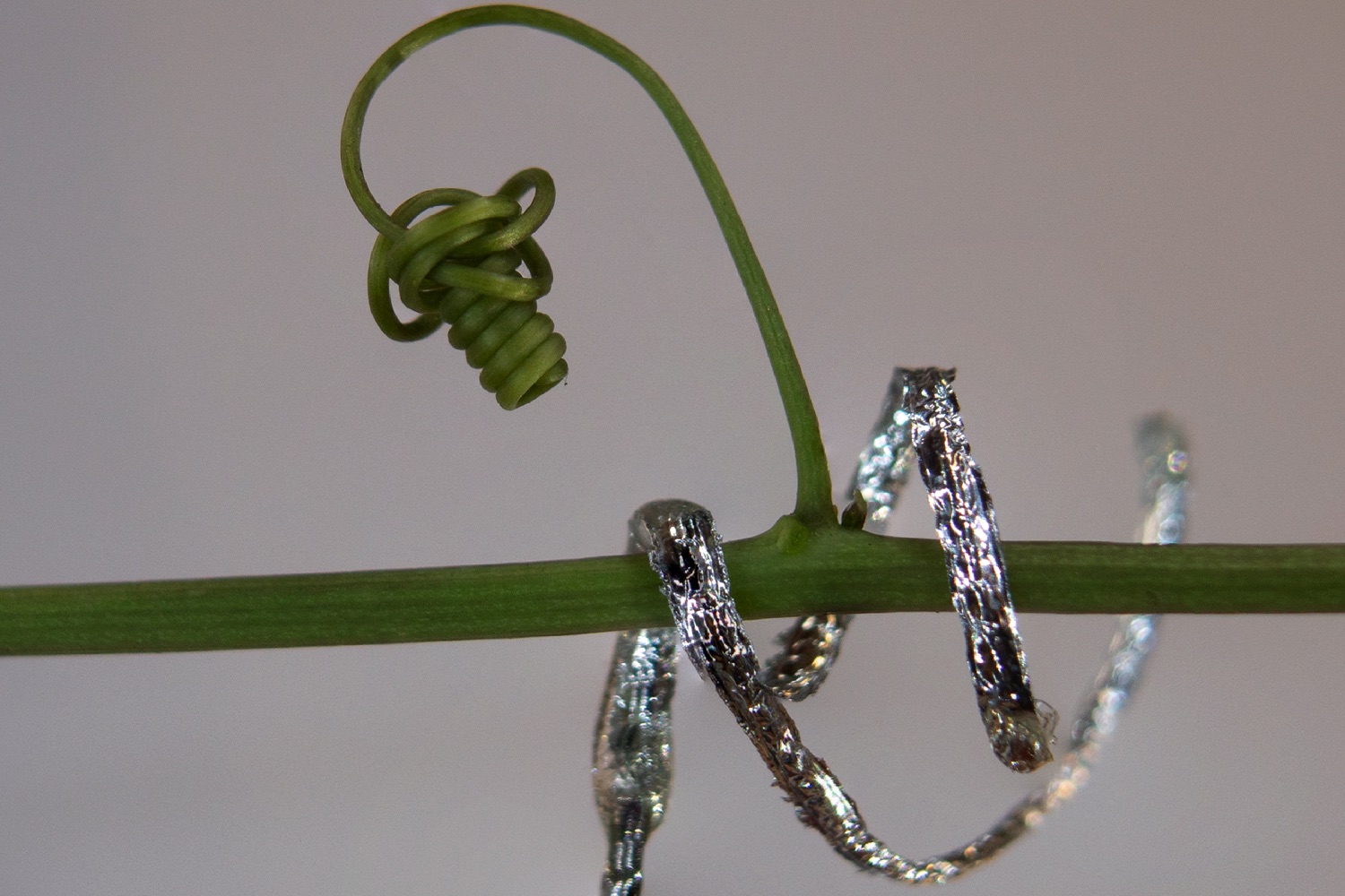 Moving Robotic Vines Exist. We’re Not Sure if We’re Excited or ...
