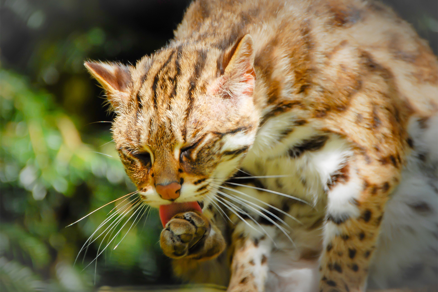 What Can a Cat DNA Test Tell You About Your Pet? | Digital Trends
