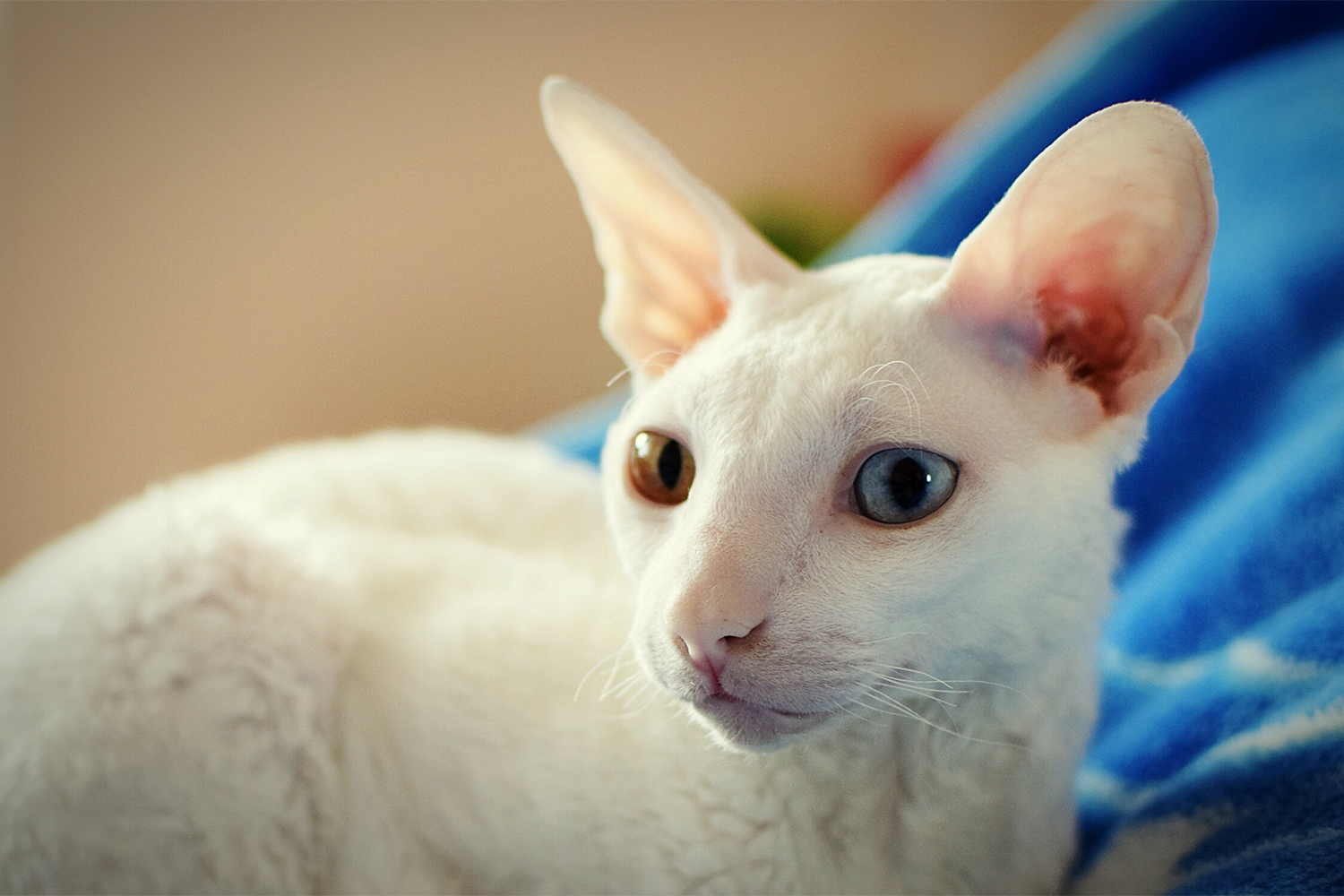 What Can a Cat DNA Test Tell You About Your Pet? | Digital Trends