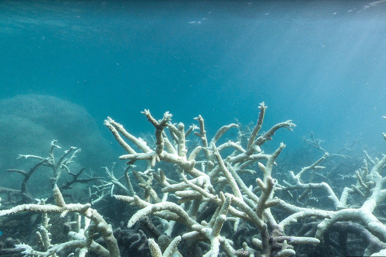 Google Showcases Natural Underwater Beauty in New Street View images ...