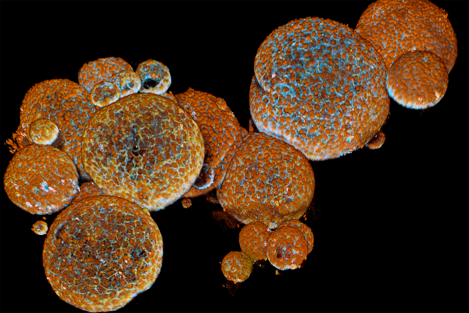 Scientists have grown snake venom glands in a dish. Here's why ...
