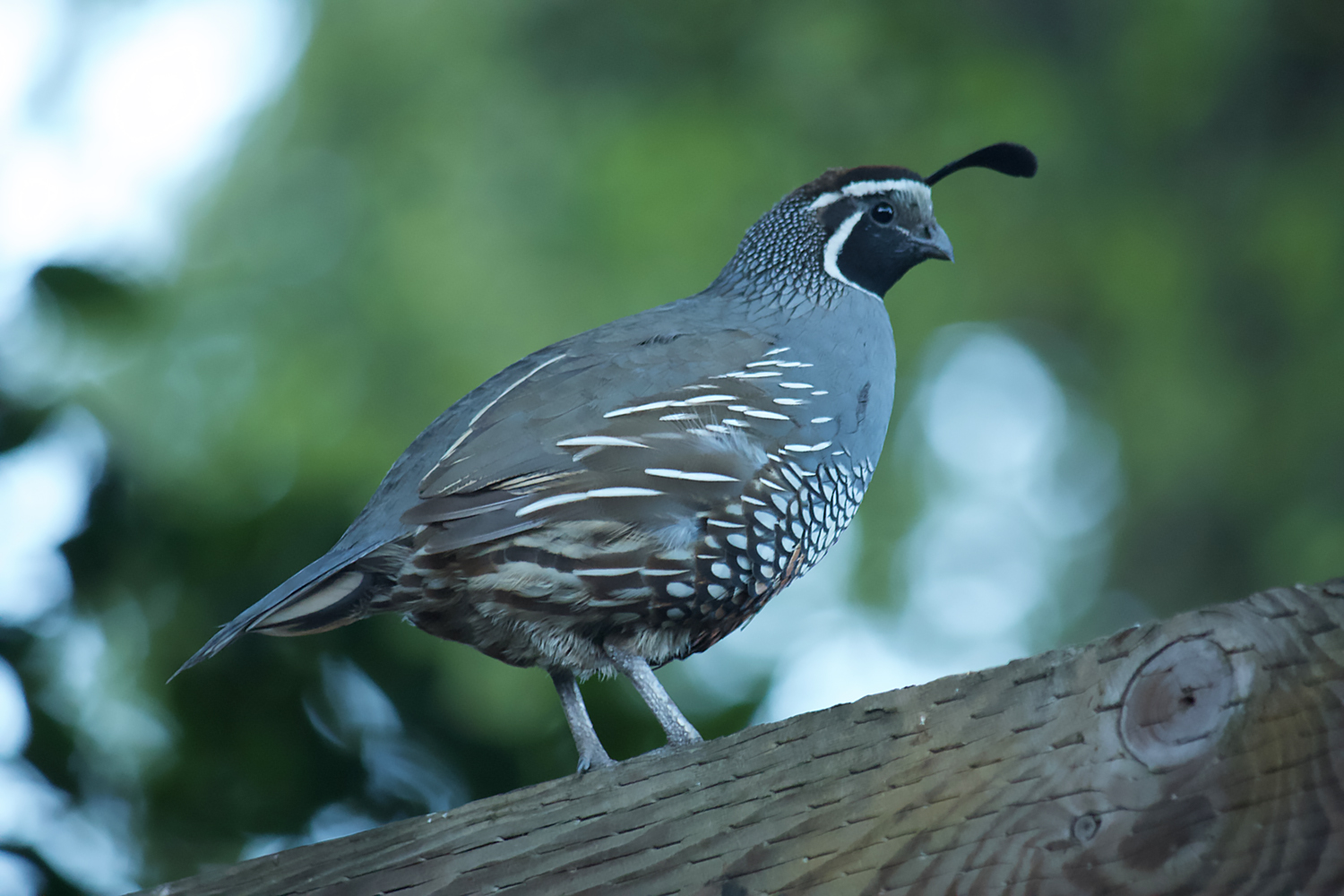 The Best Bird Identification Apps For IOS And Android Digital Trends The Best Bird Identification Apps For IOS And Android Digital Trends